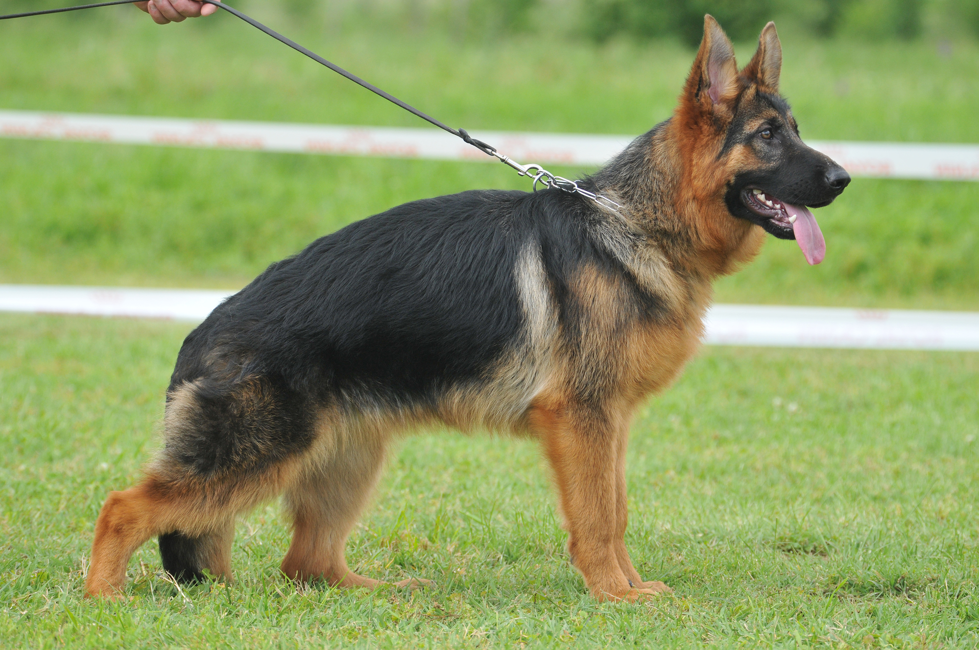 American Show Line German Shepherds Explained German Shepherd Dog Hq